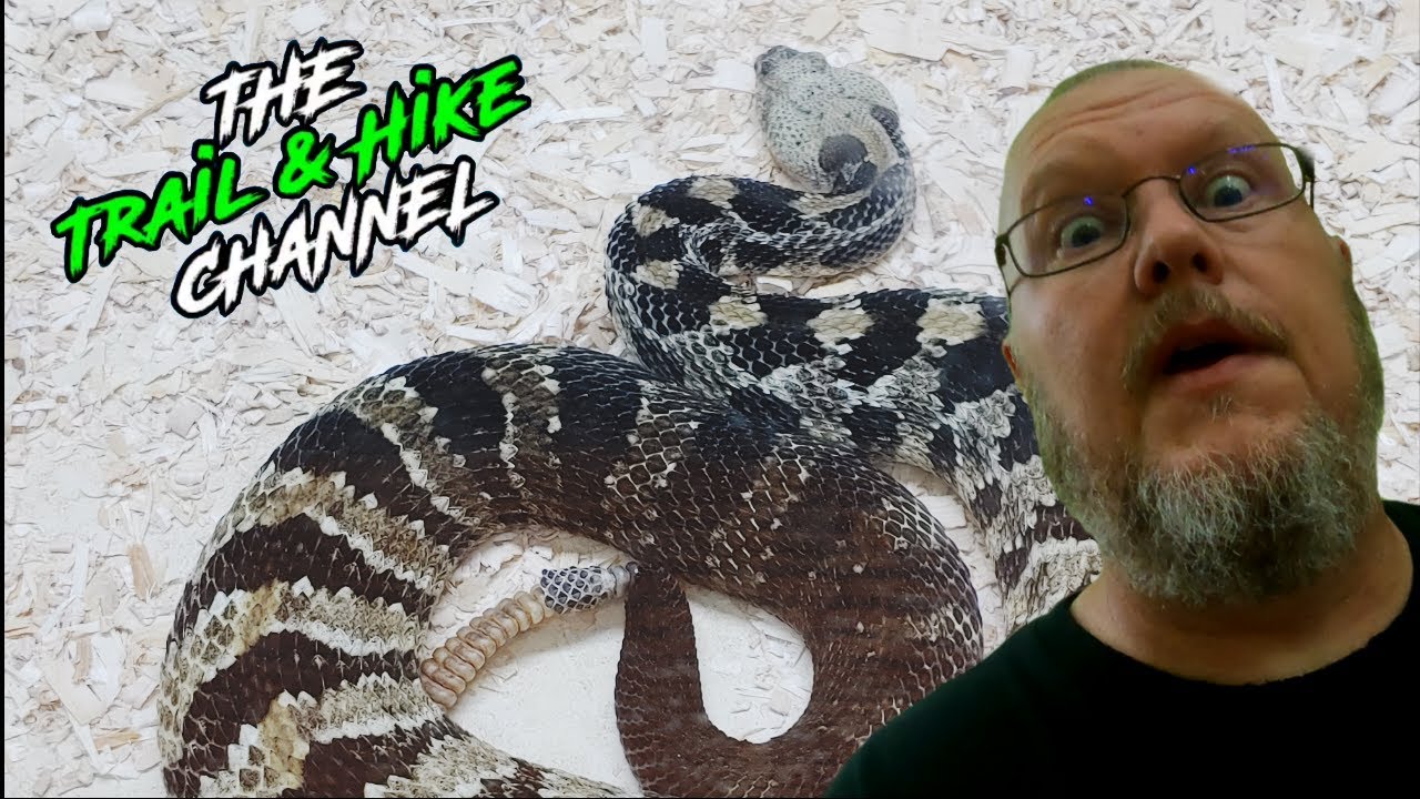 Whitetail Deer & A Big Timber Rattler!! | Piedmont Environmental Center ...