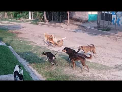 Perros peliando por una perra en el salvador.mp4