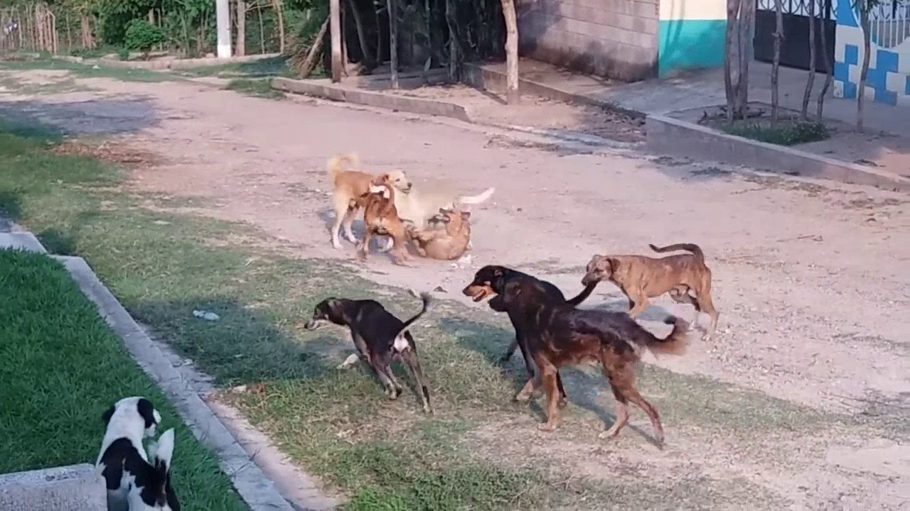 Perros peliando por una perra en el salvador.mp4 - YouTube