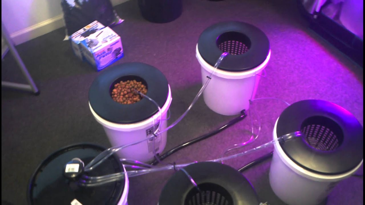 Hydroponic 4 Buckets with Reservoir - YouTube