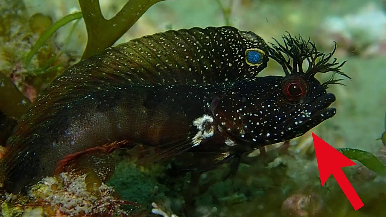 Starry Blenny