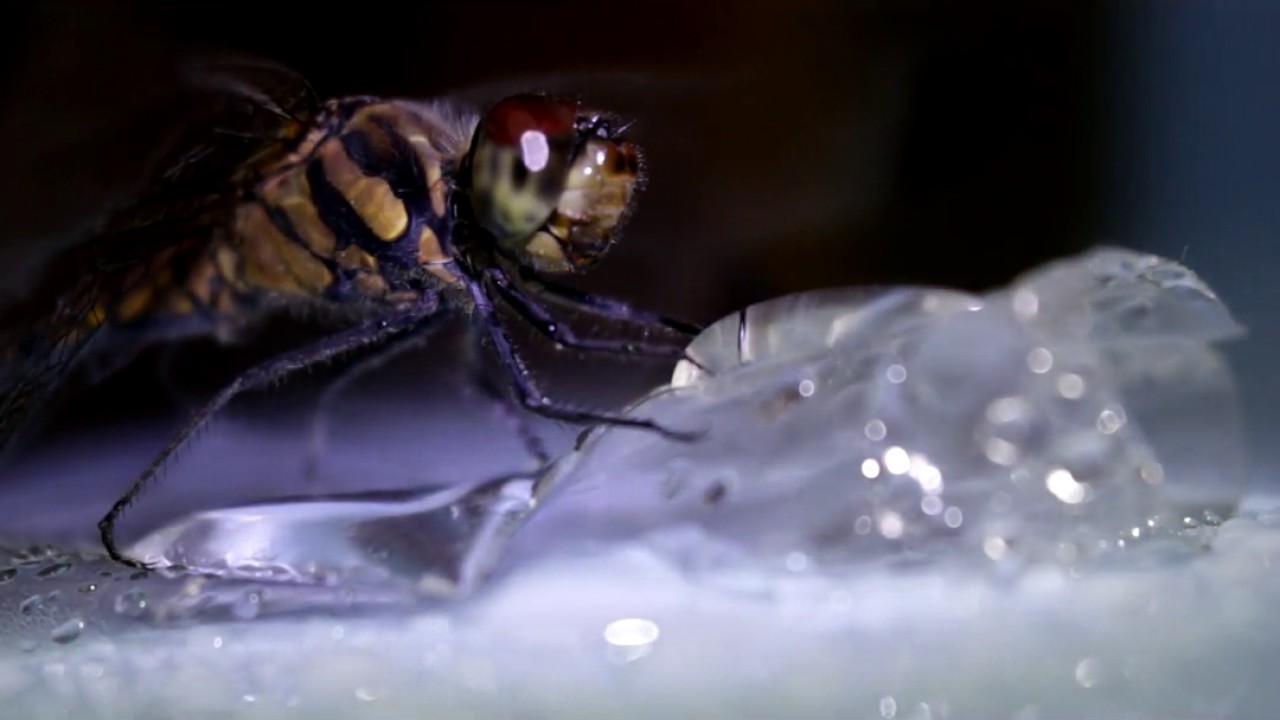 dragon fly drinking water - YouTube