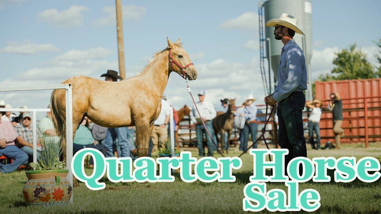 LEGENDARY R.A. Brown Ranch Quarter Horse Sale 2022! - YouTube