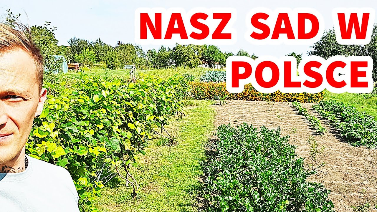 NASZ SAD W POLSCE, Co rosnie w naszym sadzie i jakie mamy plany #sad # ...