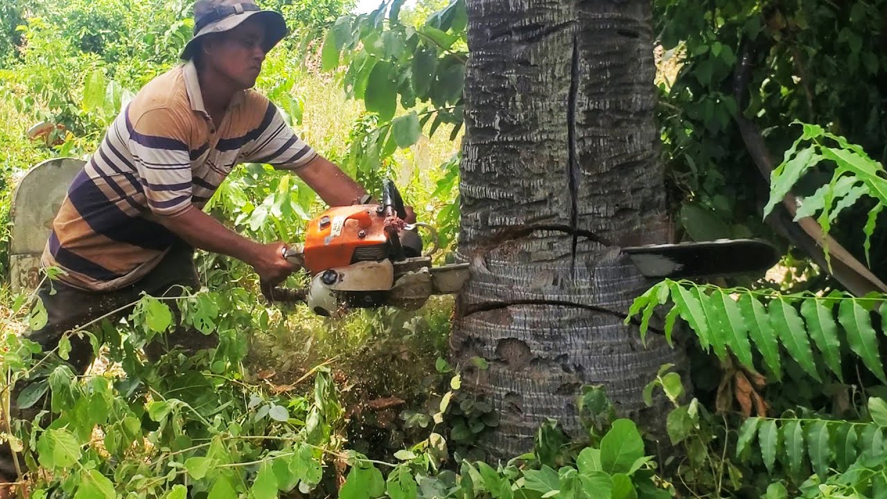 Amazing Wood Working Skill Heavy , Tree Felling Machine | Activity Wood ...