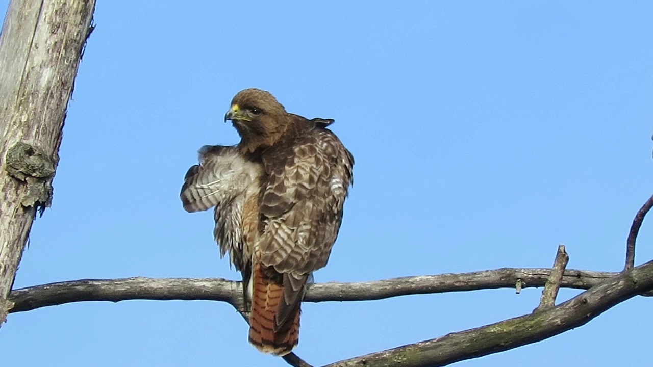 06/18/20 Adult Red-Tailed Hawk Preening @ S 38th Ct Renton Wa 2445-134 ...