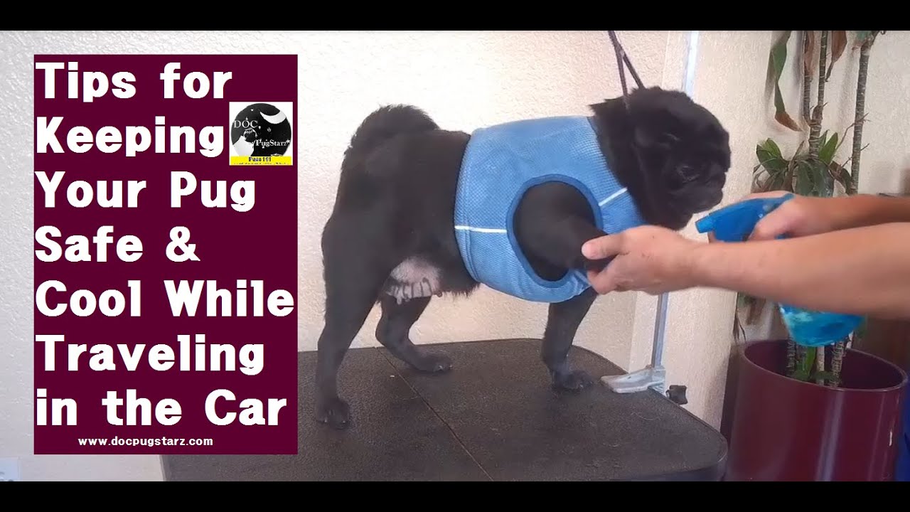 Pugs 101: Tips for Traveling With Your Pug - Part 1: Safety & Heat ...