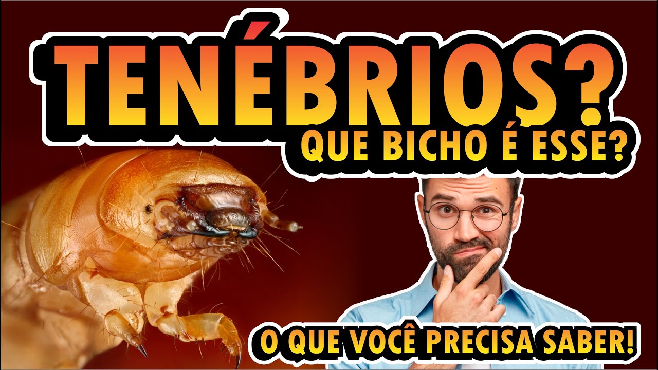TENÉBRIOS? QUE BICHO É ESSE? TUDO O QUE VOCÊ PRECISA SABER SOBRE O ...