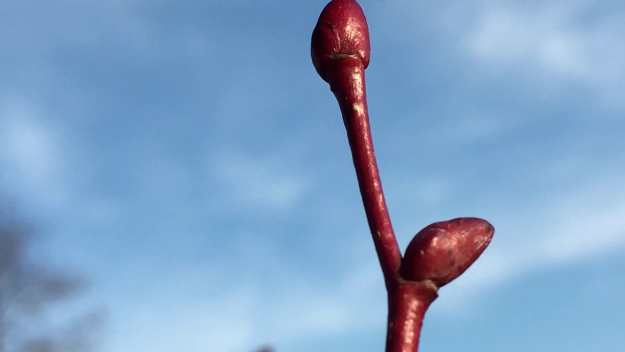 Large-leaved lime - twig & buds close up - February 2020 - YouTube