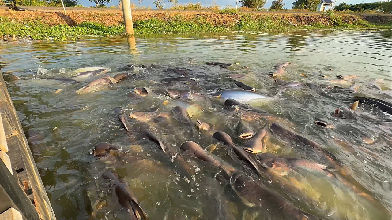 Fish Farming Net | Look Cute Big Fish Very Hungry - YouTube