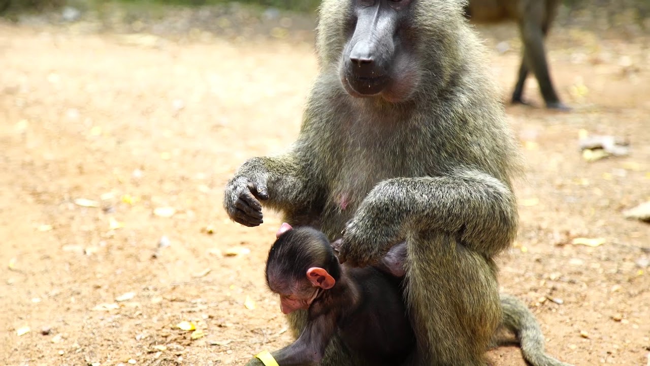 Wild Outtake - Feeding baboons in Shai Hills - YouTube
