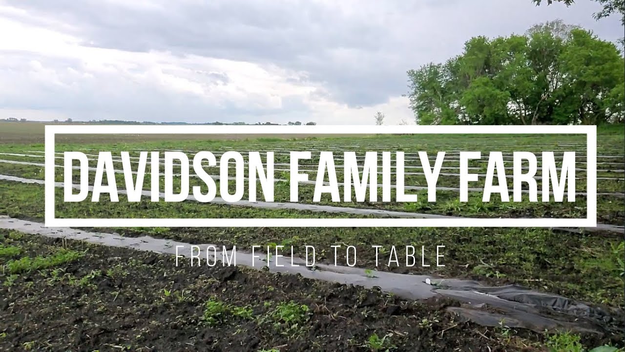 Welcome to Davidson Family Farm! - YouTube