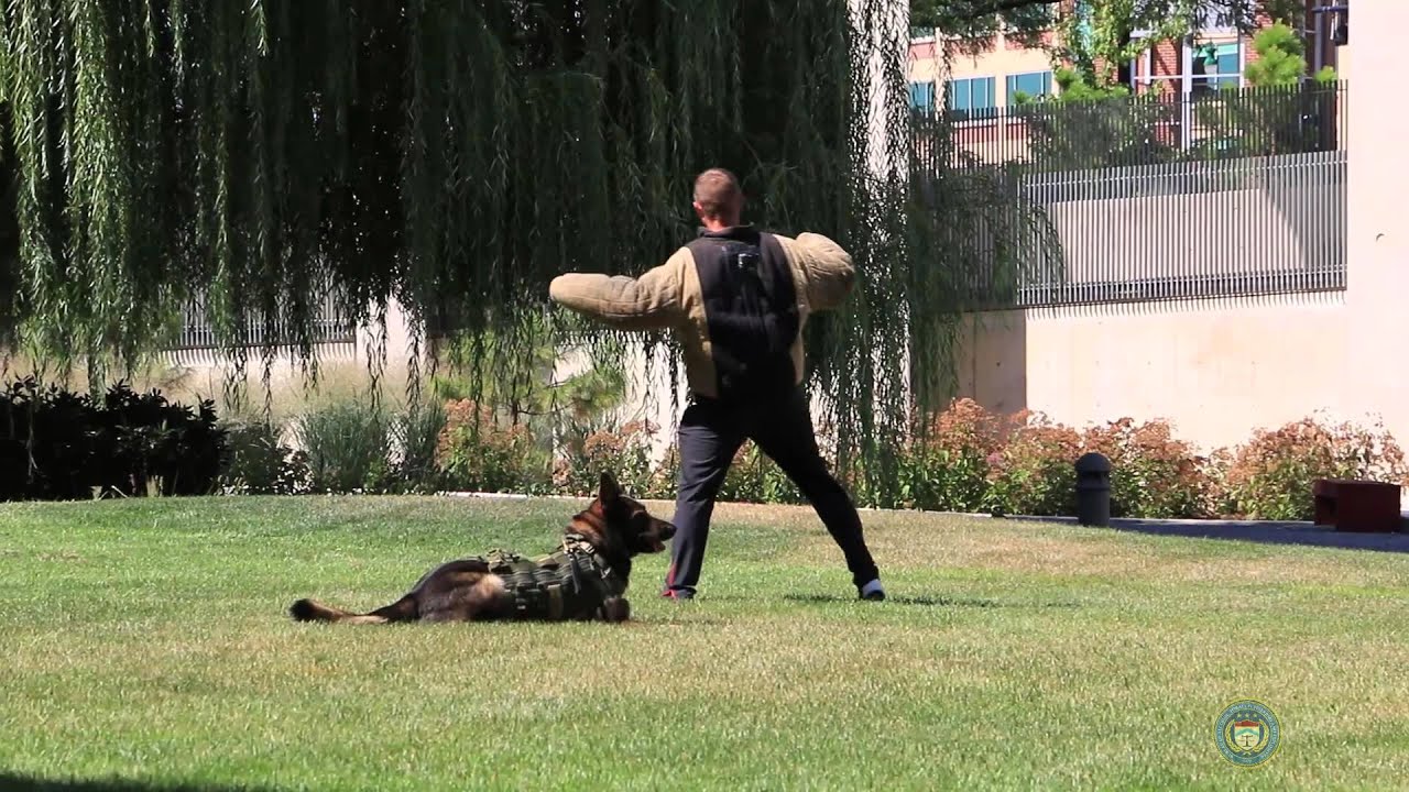 ATF Tactical K-9 Demo - YouTube