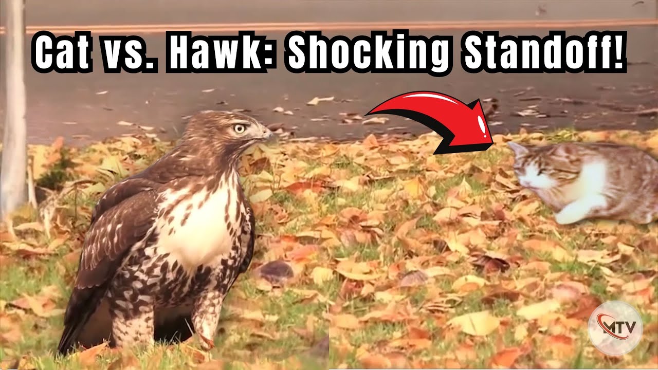 HAWK vs CAT: One in a Billion Moments Caught on Camera - YouTube