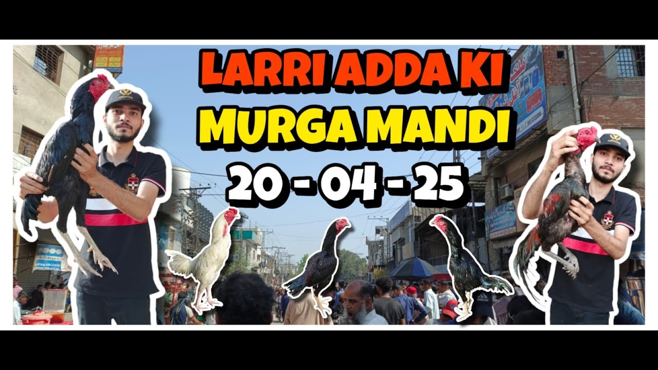 Lahore Aseel Murga Mandi || Lahore Lari Adda Aseel Murga Mandi 2025 ...