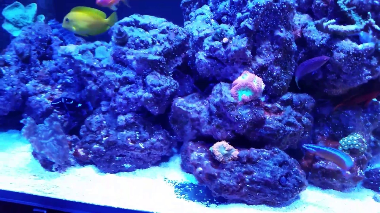 Red Sea reefer 450 added live sand and frags - YouTube