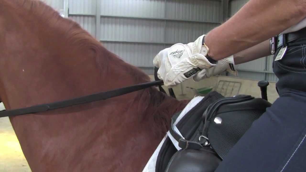 Fiber Fresh Feeds Equine TV: EP 25 - Rhythm and stride length - YouTube