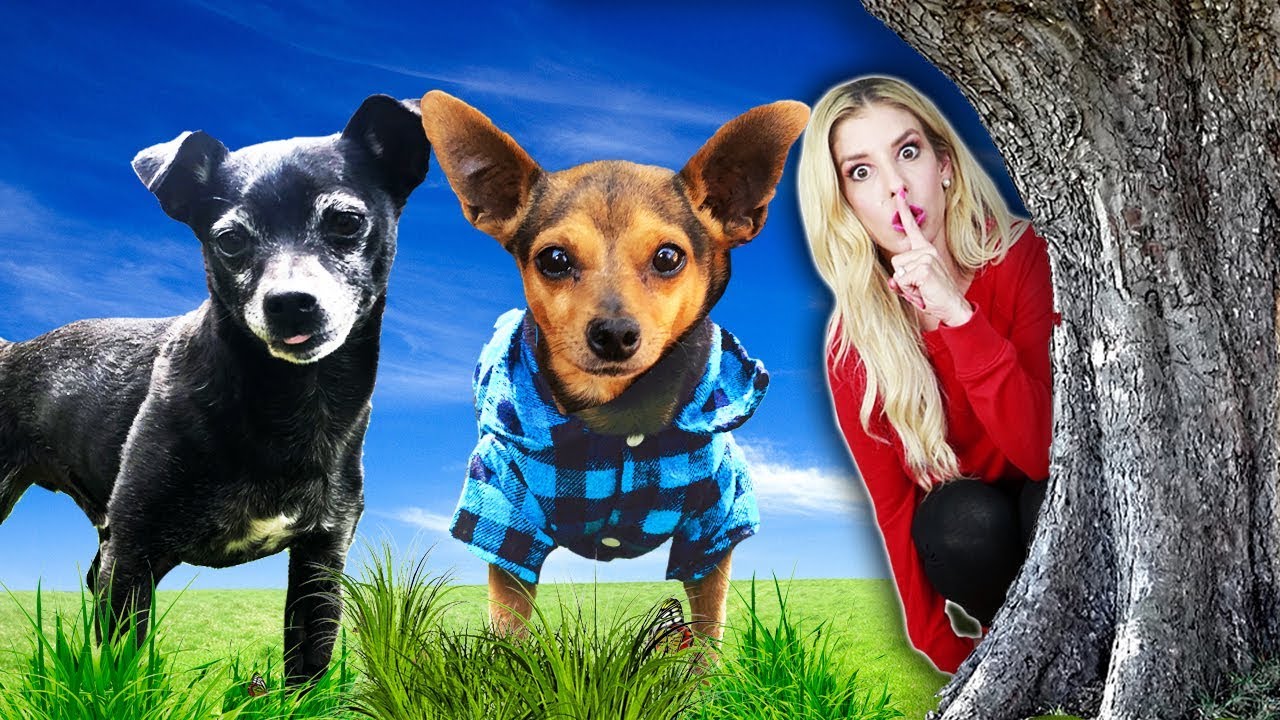 Hide and Seek Challenge with Our Dogs for the First Time! (Best Hiding ...