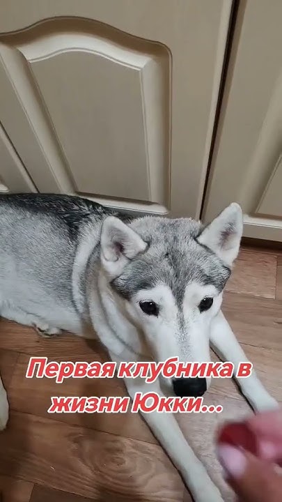 хаски для ласки - YouTube