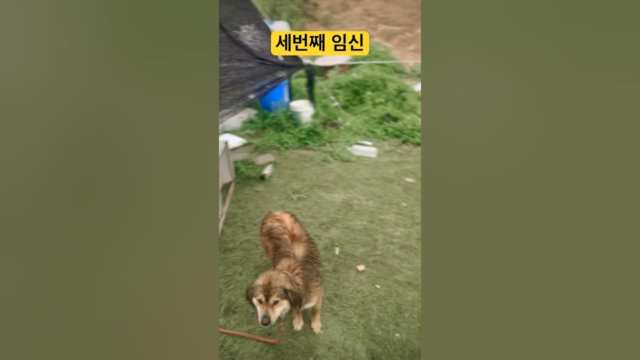 세번째임신 밤톨이 2022년9월에 부모견과 형제를 모두 잃은 밤톨이를 만났다 7마리씩 도합 14마리 새끼들에 대한 책임감으로 젖을 물려 무지개 다리를 여러번 건널 뻔