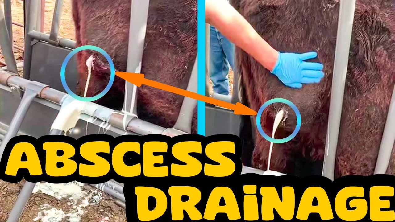 Draining an Abscess from a Cow: A Quick and Amazing Procedure - YouTube
