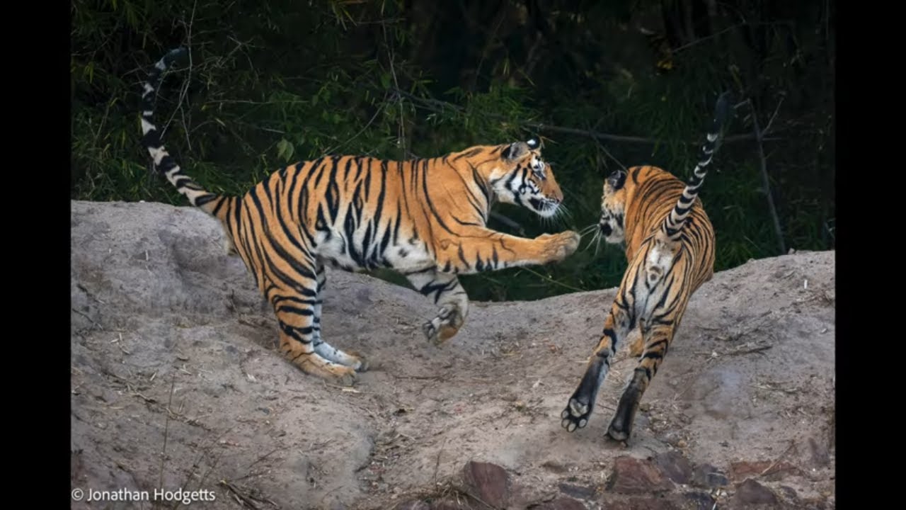 Tuba Tesla & Tiger Wildlife photography with Jonathan Hodgetts - YouTube