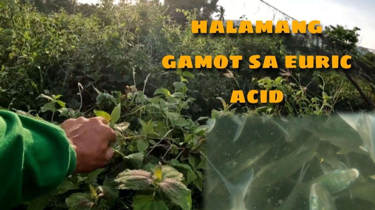 halamang gamot sa euric acid #kapanalig #japersniper - YouTube