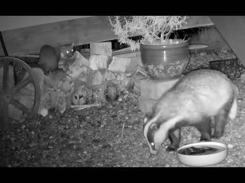 Badger and the Sneaky Pine Marten Part 2 - YouTube