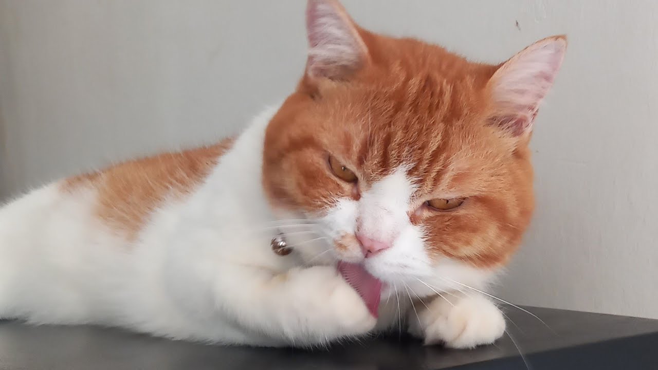 Bao Bao and Ndut is live!Bao Bao Live Maning - YouTube