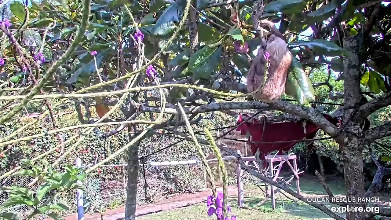 Baby sloth Phoenix climbing around crying ☹ - 03/08/24 - SlothTV via ...