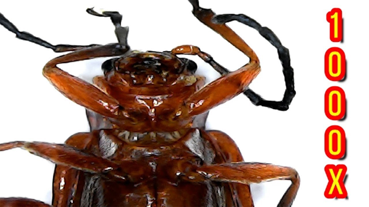 Observa Desde Muy Cerca a Insecto Desconocido Con el Microscopio - YouTube