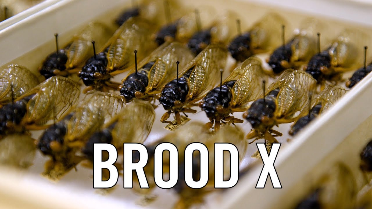 Brood X is coming - YouTube