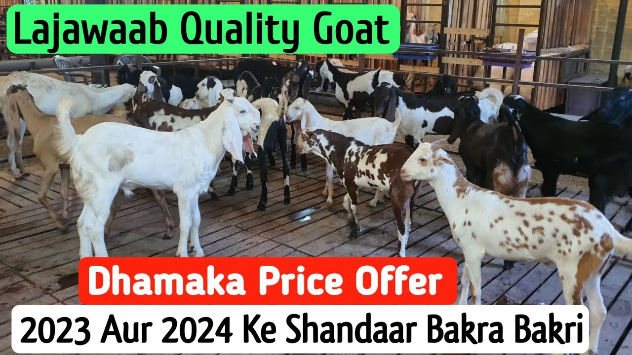 Dhamaka Price Offer Beetal Barbari Bakra Bakri | 2023 & 2024 Ke ...