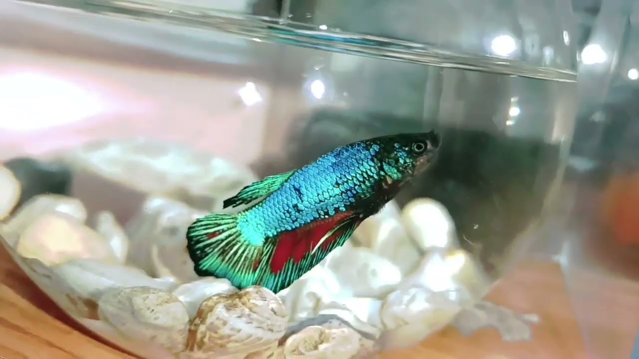 Beautiful Beta 🐠 - YouTube