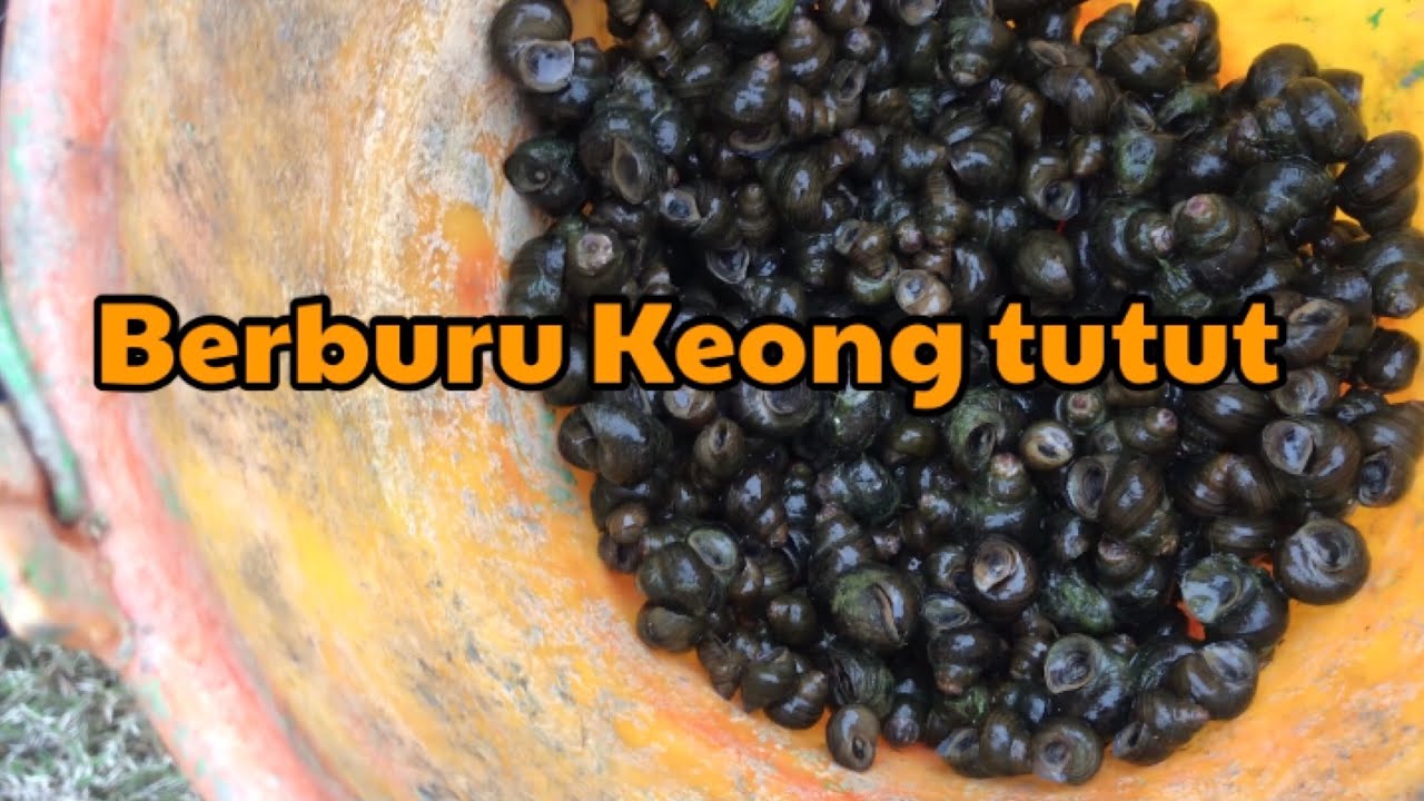 HARI INI KITA MENCARI TUTUT ATAU KEONG SAWAH - YouTube