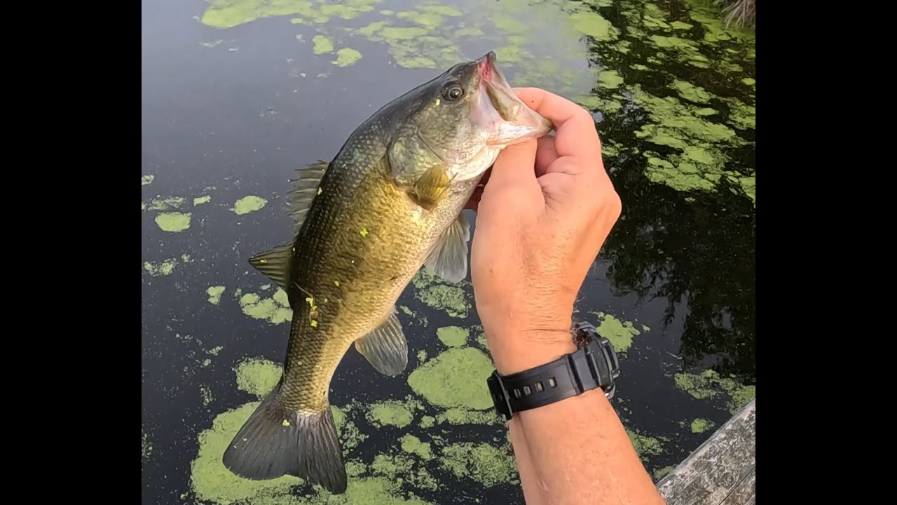 Jigged up and camera shy - YouTube