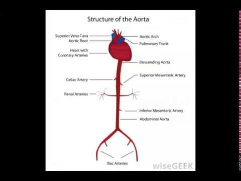 What is an Aortic Sinus - YouTube
