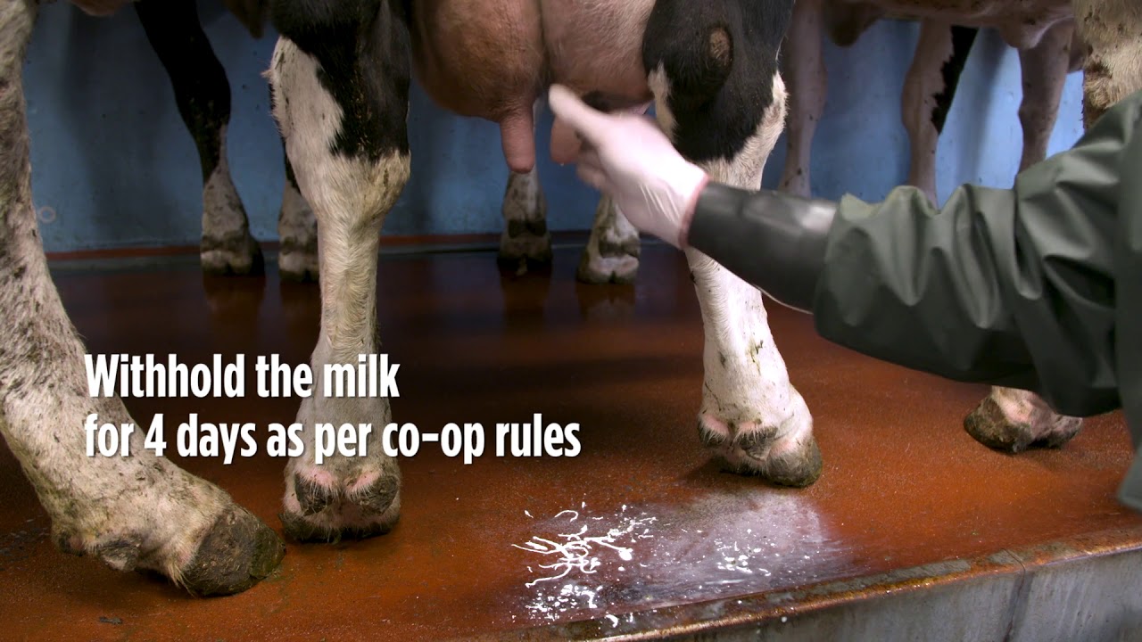 Removing Boviseal - YouTube