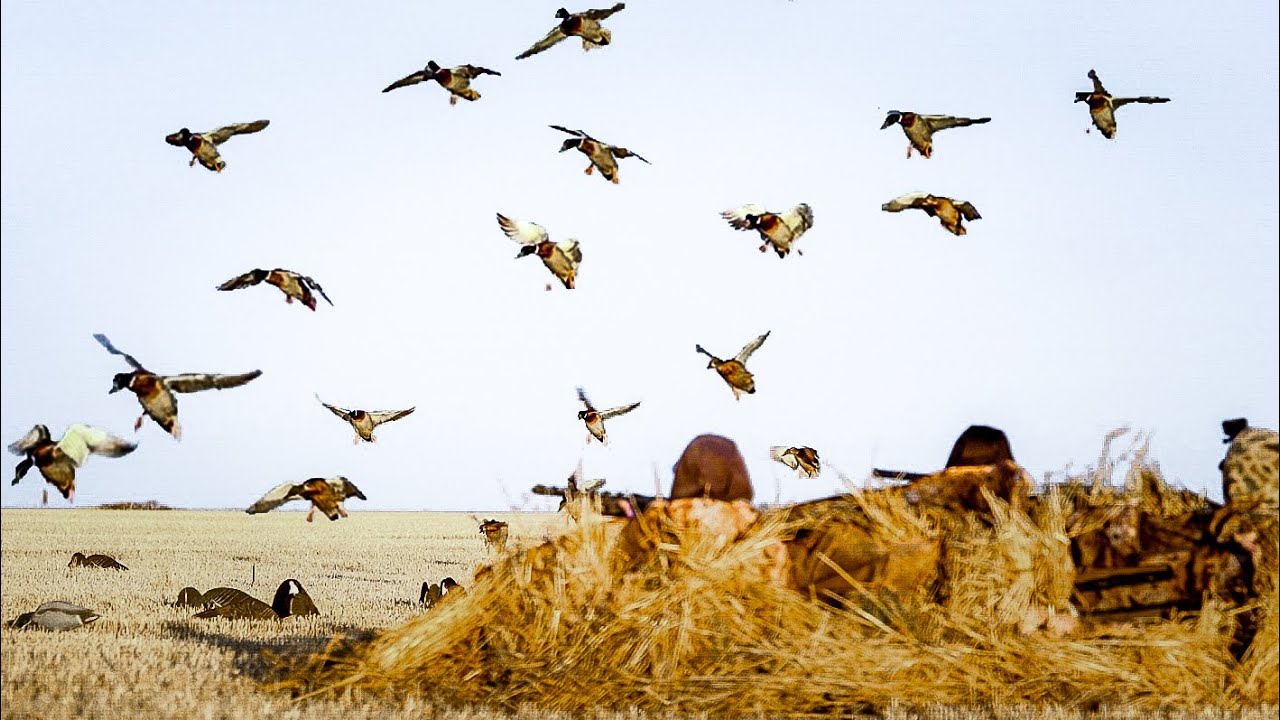 INSANE DRY FIELD DUCK HUNT! 3 GUYS 30 BIRDS 30 MINUTES! - YouTube