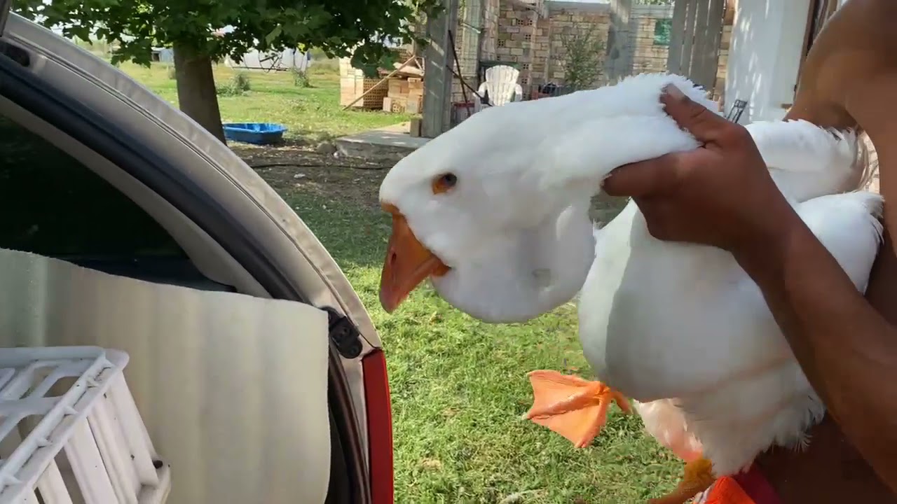 30,07,2021 Don Bonbon and a legendary goose hatched in Russia leave ...