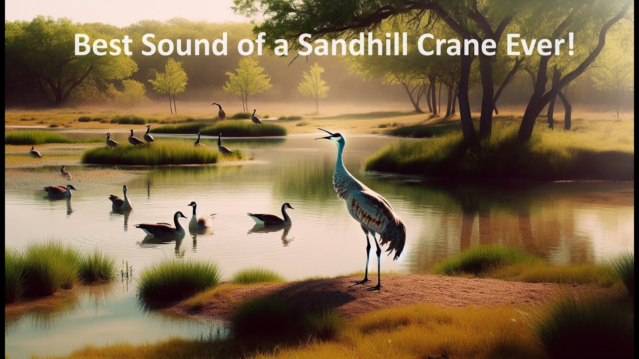 Best Sound of Sandhill Crane Calling Out from a Lakeshore! #birdlovers ...