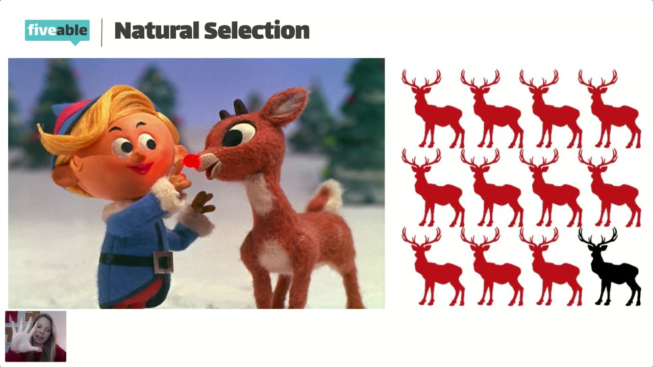 AP Bio - Microevolution and Hardy Weinberg - YouTube