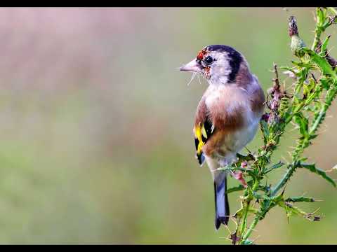 Free Goldfinch Sound   Free Sound Effects 6