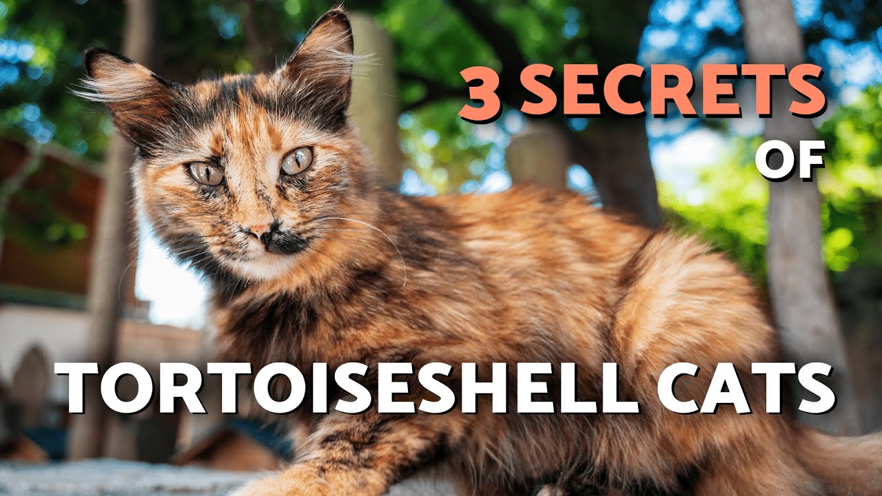 This is What TORTOISESHELL CATS Hide From You! 🐈🖤 3 Secrets of ...