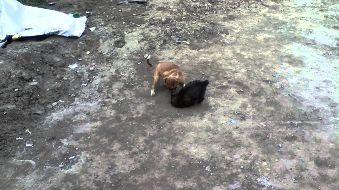 nohoi zodoon - YouTube