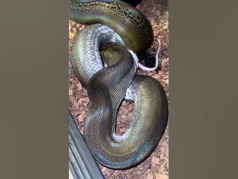 GC Reticulated Python enjoying her meal and drink - YouTube