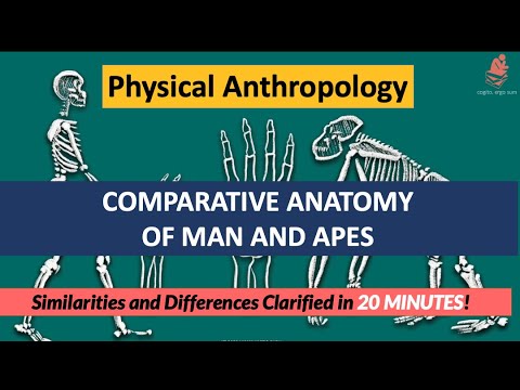 What Areare Anatomical Traits That Characterize Suspensory Primates