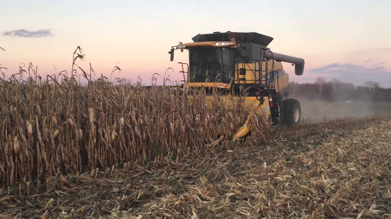 Cornrower - Windrowing Corn At 4.2 mph - YouTube