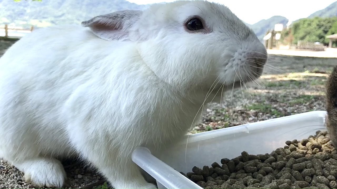 This beautiful white rabbit is an island favorite! - YouTube