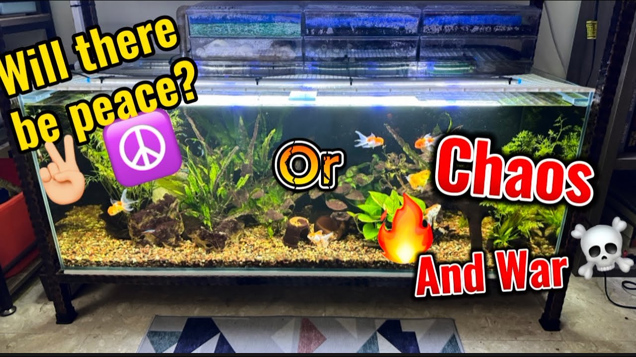 Goldfish, Guppies and Cardinal Tetra. Fish massacre or a good combo ...